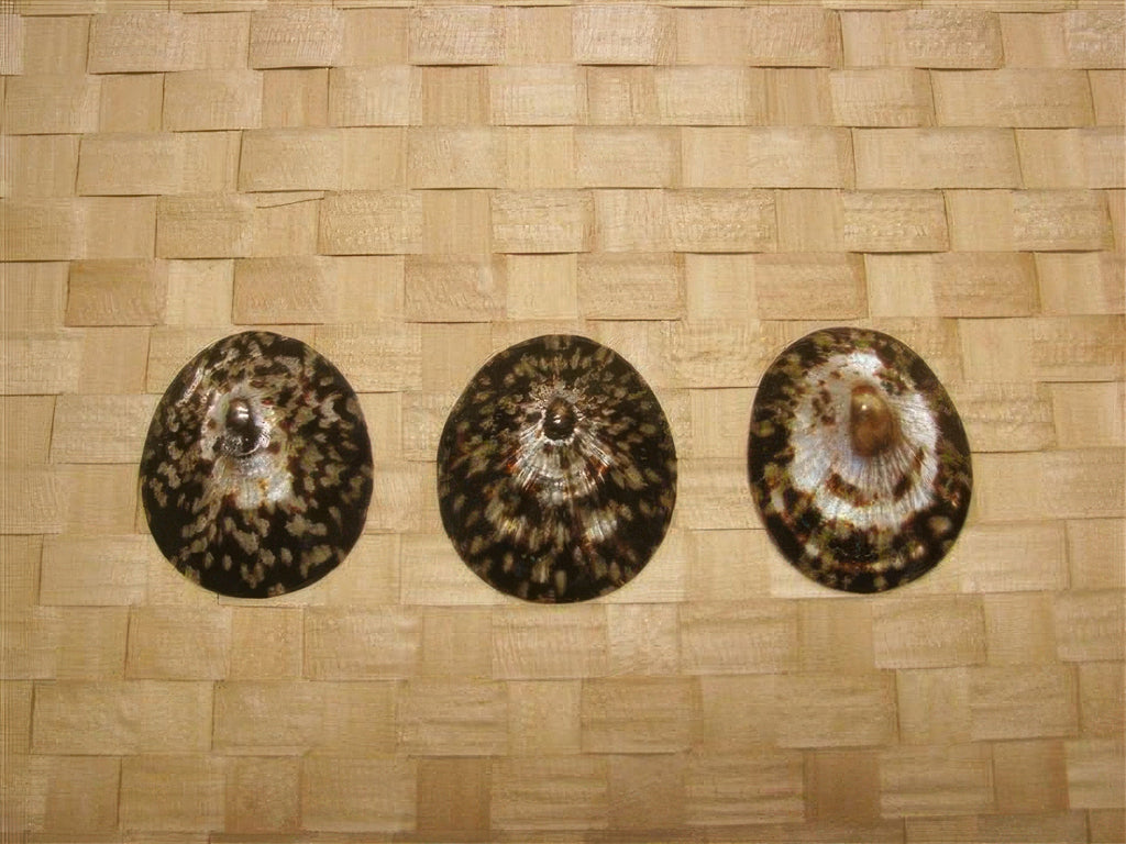 Ka Makani - Opihi Tahitian Shell Ornament 3-Piece set – Kamakani